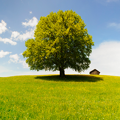 Poem: The Beech Tree Talking To Me | Halifax Public Libraries
