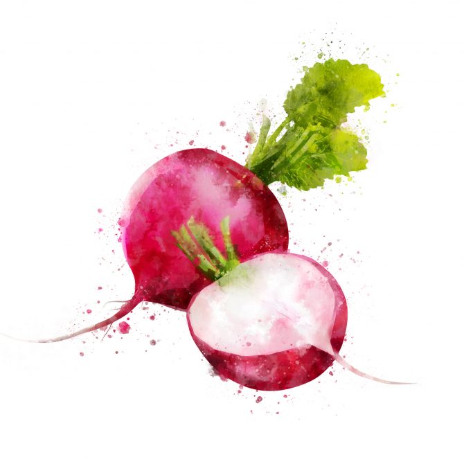 Episode 6: You Know I Love My Radish | Halifax Public Libraries