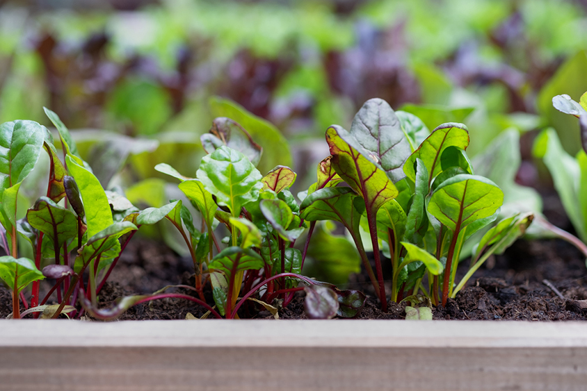 How Does Your Garden Grow? | Halifax Public Libraries