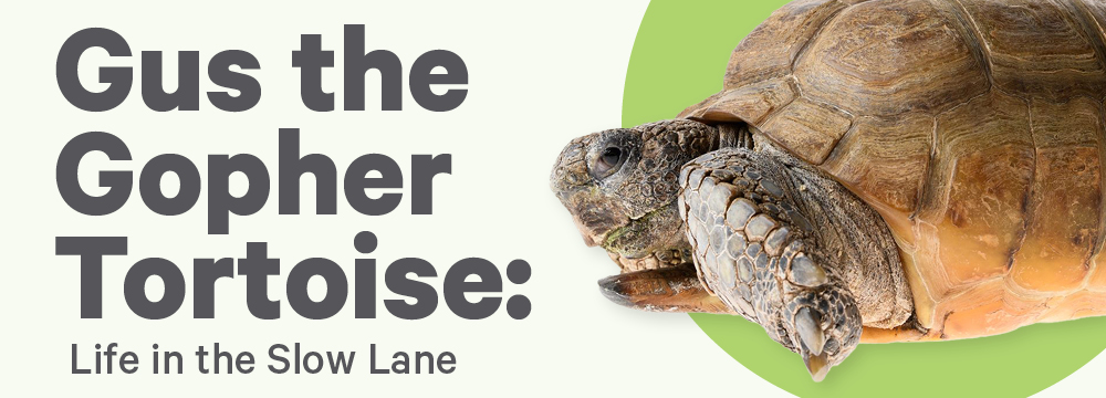 Gus the Gopher Tortoise – A Brief and Not At All Definitive History ...